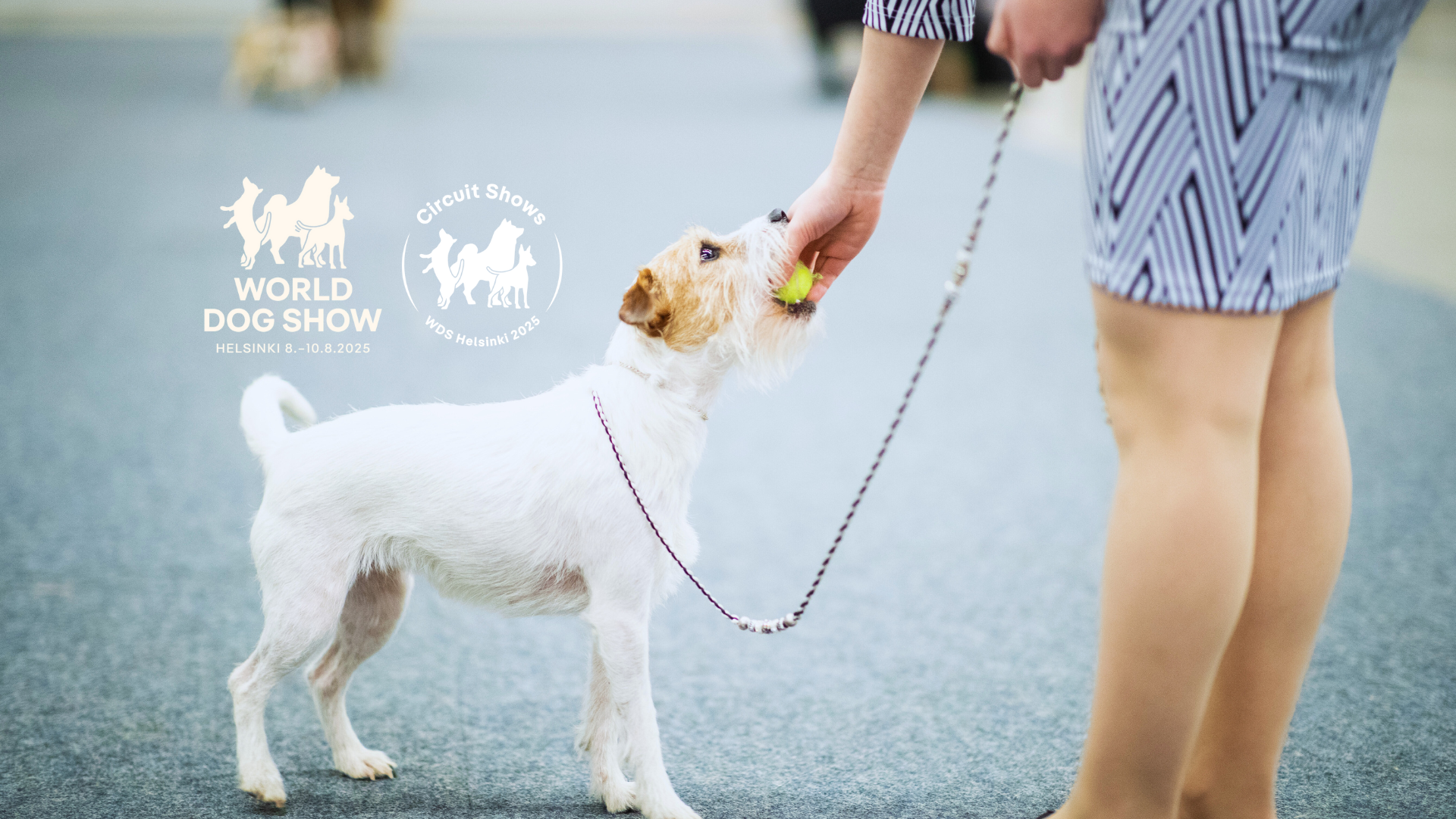 FCI World Dog Show gathers thousands of dogs from all over the world to Helsinki | The Finnish ...